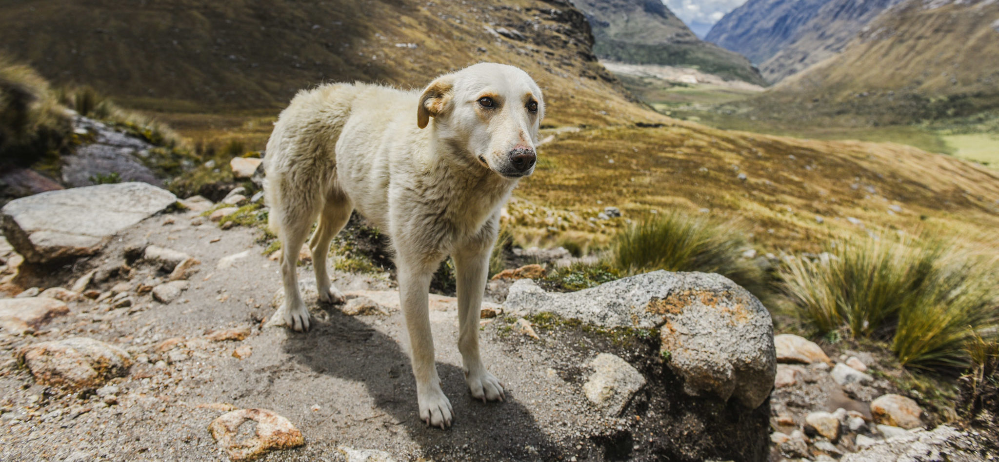 Blanca, the dog of the Andes - Altripiani - Giacomo Frison & Glorija ...